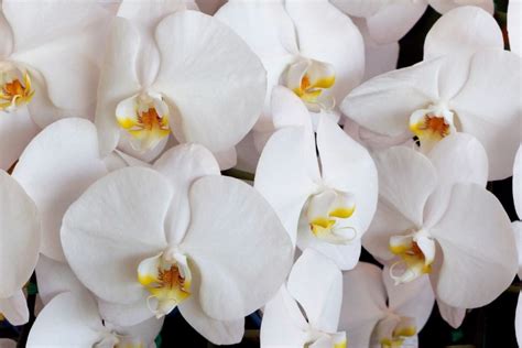 National Flower Of Guatemala White Nun Orchid Plantisima