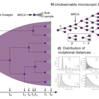 Multi Region Tumour Bulk Sequencing Encodes Information On Single
