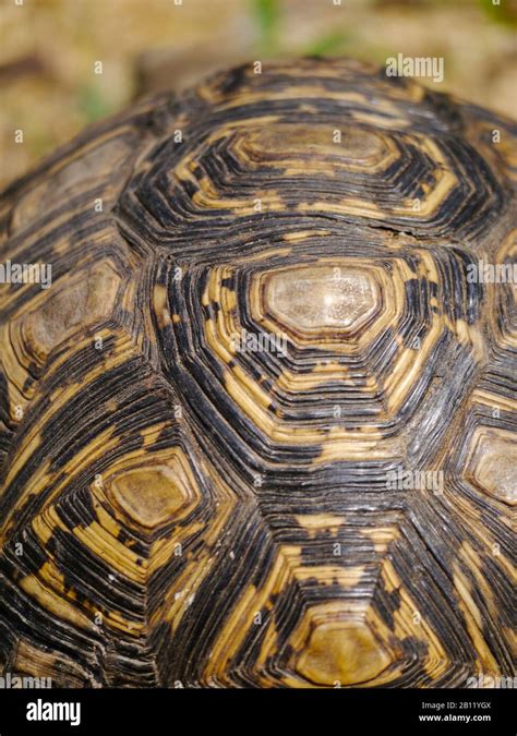 Tortoise Shell Texture Hi Res Stock Photography And Images Alamy