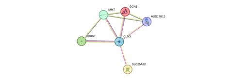 CLN3 Gene - GeneCards | CLN3 Protein | CLN3 Antibody