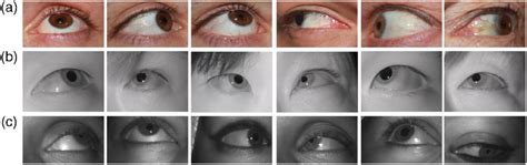 Examples Of The Used Dataset A Sbvpi B Casia Iris Off Angle And Download Scientific