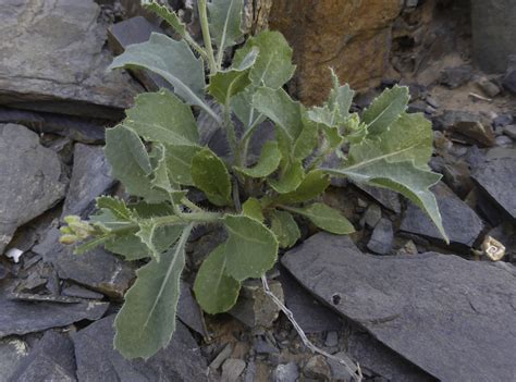 Diplotaxis Harra Subsp Harra Plant Biodiversity Of South Western Morocco