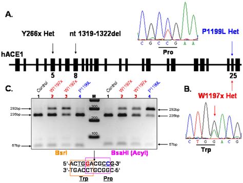 Organization Of The Identified Mutations In Ace Gene Diagram Shows