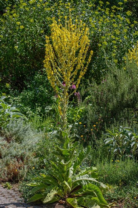 Olympian Mullein Verbascum Olympicum Stock Image Image Of Olympus Nature 284491977