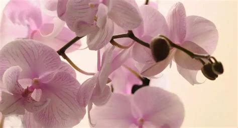 angiosperms class 9 biology geeksforgeeks