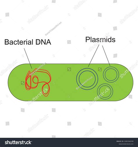 Bacterial Plasmid Structure