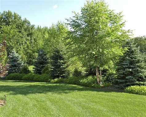 Deciduous Shade Trees Artofit