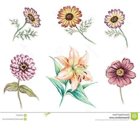 Different Types Of Flowers To Draw