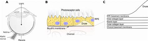 Role Of Factor H And Related Proteins In Regulating Complement