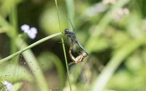 Genetically Modified Insects Making Sex Deadly To Control Pests And