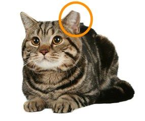 Community Cat Program Montgomery Humane Society