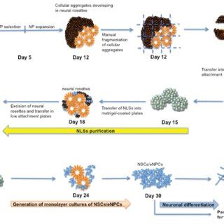 PDF Large Scale Generation Of Human IPSC Derived Neural Stem Cells Early Neural Progenitor