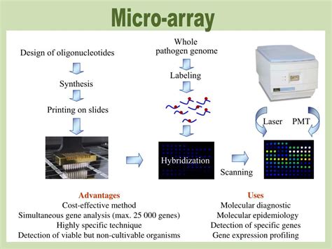 Ppt Diagnostic Microarrays For Antimicrobial Resistance Bacterial Gene Abg Identification