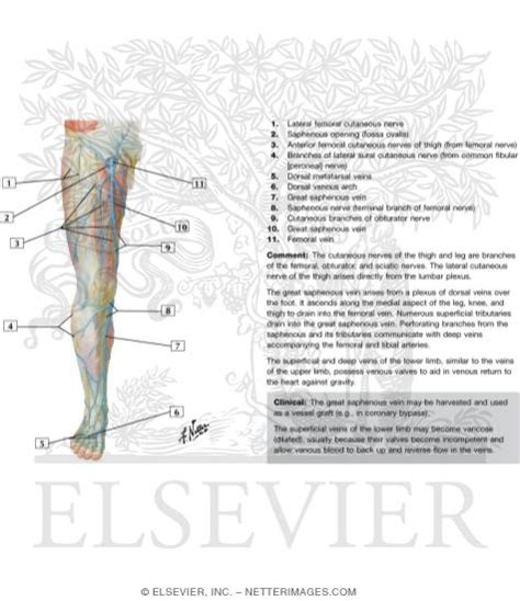 Veins Of The Leg Netter Veins And Nerve Injuries Of The Lower Limb