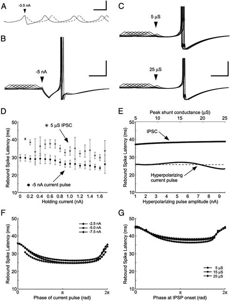 Effects Of Inhibitory Synaptic Inputs A Inhibitory Inputs Evoke A