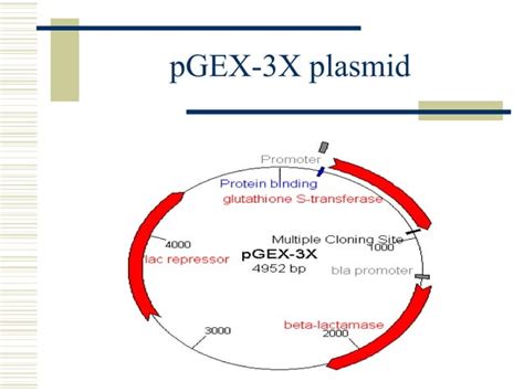 Expression System Final Pptx Programming Languages Computing