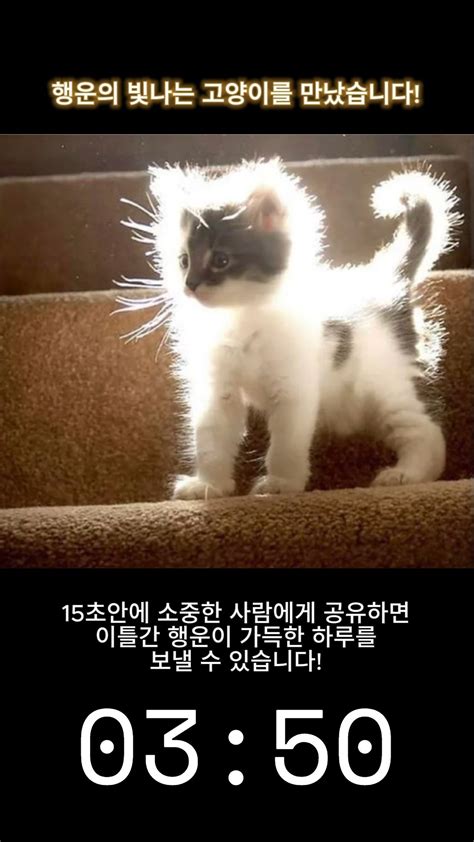뷰티백과사전 ‎행운의 빛나는 고양이 🐱ྀི ⋆🐾° ᡣ𐭩 행운을 전해준다고 함 속는 셈치고 한번 해봐~ •ﻌ• 팔로우 해야지 이루어진데요🔥🔥 뷰티백과사전