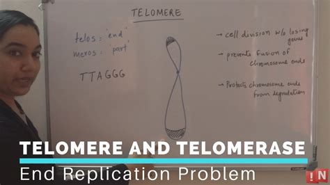 Telomere And Telomerase End Replication Problem Youtube