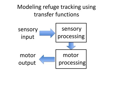 Ppt Sensorimotor Transformations Powerpoint Presentation Free