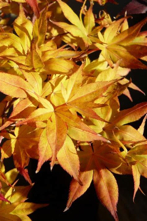 Buy Ruby Stars Japanese Maple Tree Free Shipping Wilson Bros Gardens 1 Gallon Pot For Sale