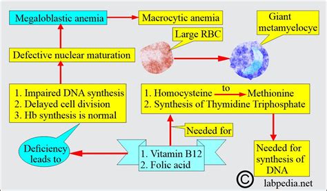 Non Megaloblastic Anemia