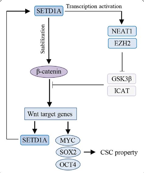 Schematic Diagram Of The Setd1awntβ Catenin Positive Feedback Loop In