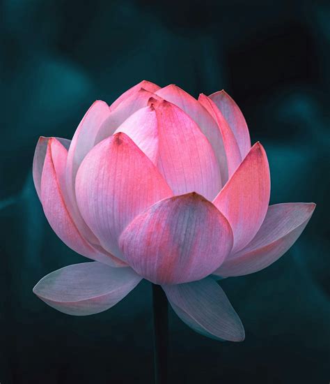 The Ml Intuition Medium