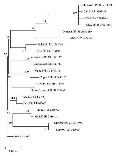 The Phylogeny Of The Spike Protein Coding Region Of The Representatives Download Scientific
