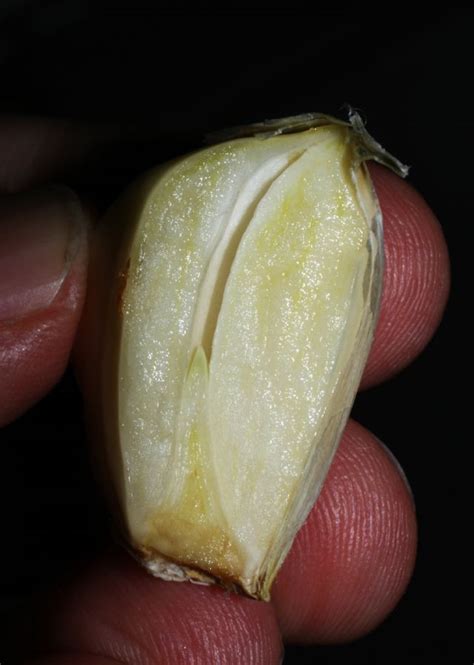 Allium Sativum Amaryllidaceae