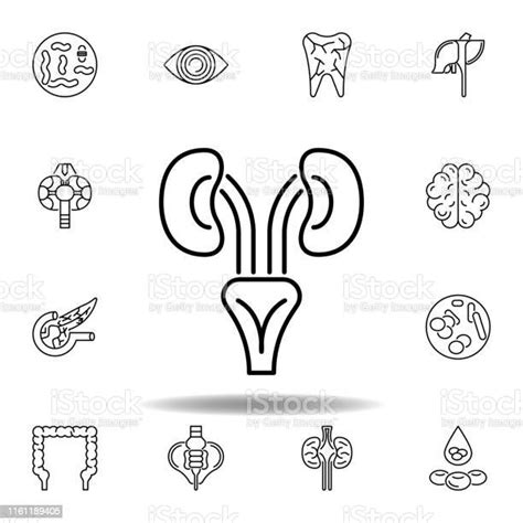 인간의 장기 신장 윤곽 아이콘의 집합입니다 표지판 및 기호는 웹 로고 모바일 앱 Ui Ux에 사용할 수 있습니다 0명에 대한 스톡 벡터 아트 및 기타 이미지 Istock