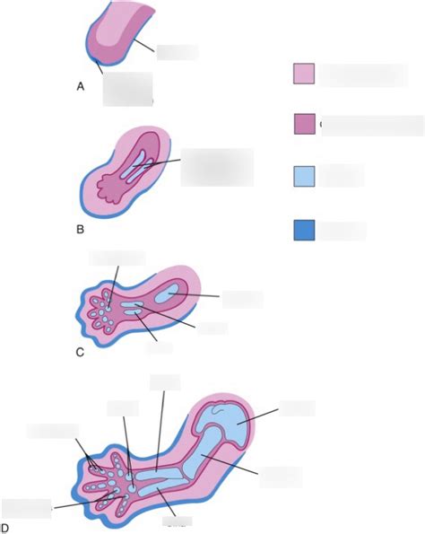 Limb Development Diagram Quizlet
