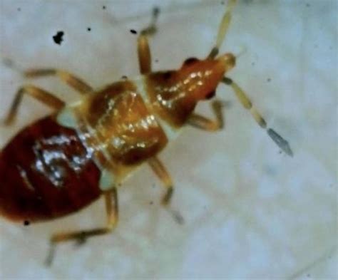 True Bug BugGuide Net