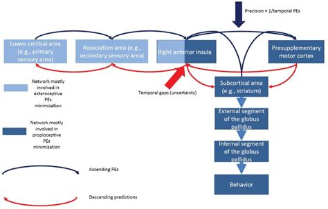 Hypothetical Model Of The Exteroceptive And Proprioceptive Pes Download Scientific Diagram