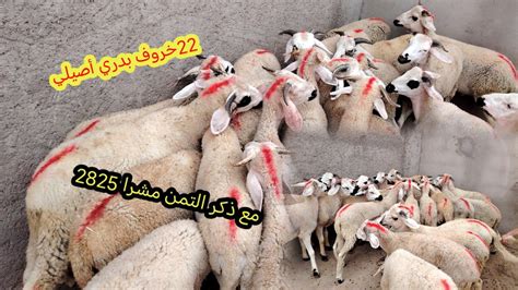 ديما الجديد 22خروف نبت أصيلي مشمش عند يونس ولد مجيد التمن جد جد مناسب