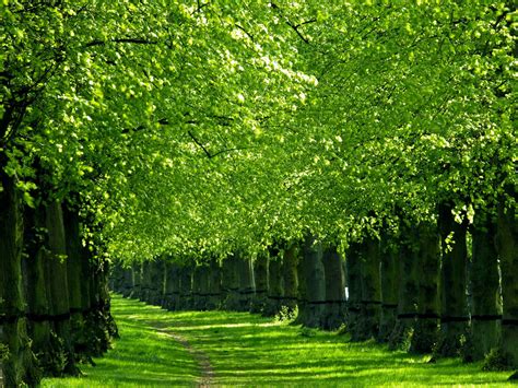 500 Trees Backgrounds
