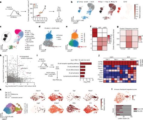 B Cell Specific Checkpoint Molecules That Regulate Anti Tumour Immunity Nature 10x Genomics