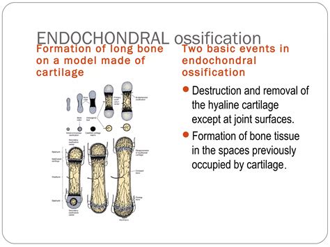 Ossification Ppt