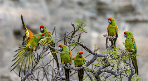Red Fronted Macaw Bolivia Owen Deutsch Photography