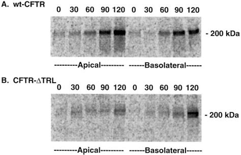 Representative Pulse Chase Experiments Illustrating The Amount Of Newly Download Scientific