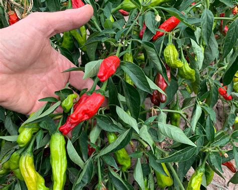 What Type Of Peppers Does Mezzetta Use Cascabellas Sandia Seed Company