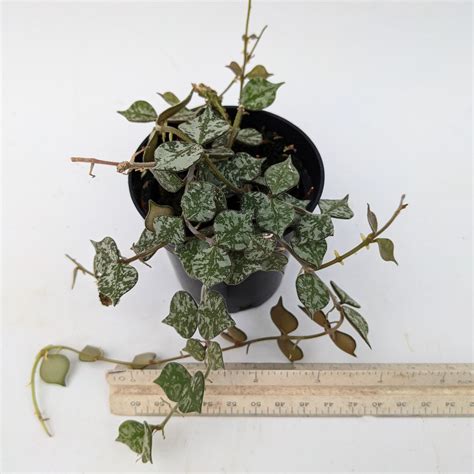 Hoya curtisii - OrchidWeb