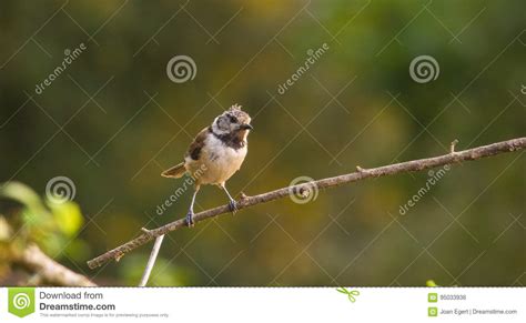 Crested Tit Perching On Branch Stock Photo Image Of Songbirds European