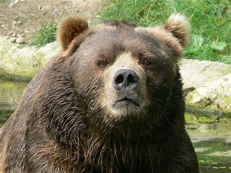Tapety : voda, Volně žijících živočichů, mokrý, zoologická zahrada ...