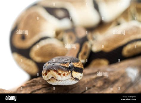 Ball Python Close Up Python Regius Stock Photo Alamy