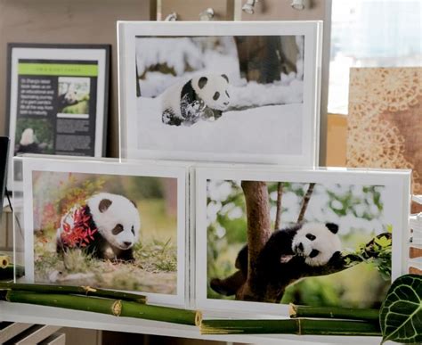 Saving Pandas On X Panda Photo Printing Prints Saving Pandas On X Panda Photo Printing Prints