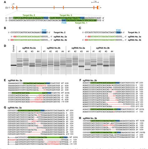 Figure 1 From Targeted Mutagenesis Using Crisprcas System In Medaka