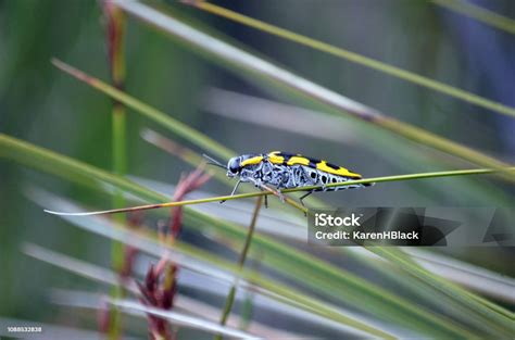 노란색과 검은색 오스트레일리아 천연 뱅크 셔 보석 딱정벌레 Cyrioides Imperialis 가족 Buprestidae 히스를 재생성 하는 산 후에 로얄 국립 공원 뉴