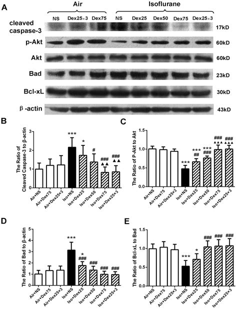 Dexmedetomidine Dex Reversed Isoflurane Induced Inhibition Of Akt