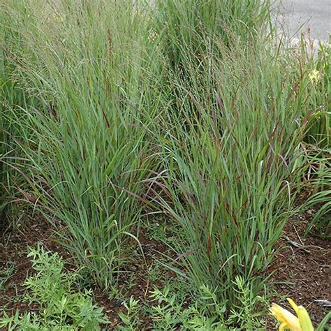 Ornamental Grass Red Switch Grass At Leonard Gagliano Blog
