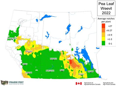 Pea Leaf Weevil Prairie Pest Monitoring Network